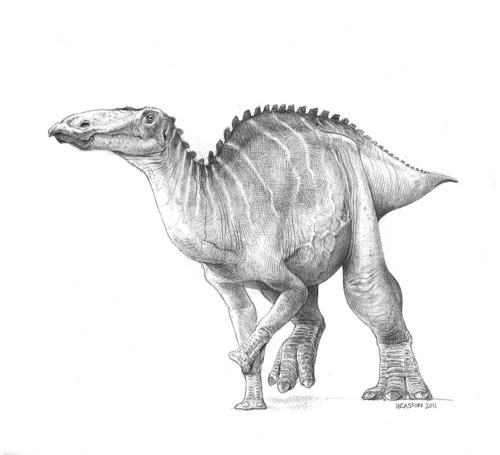 Claosaurus | Cool Dino Facts Wiki | Fandom
