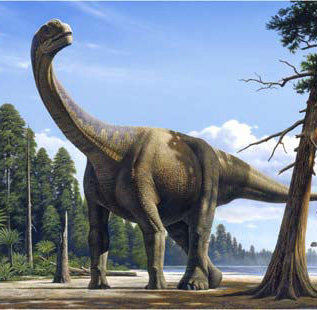Camarasaurus | Cool Dino Facts Wiki | Fandom