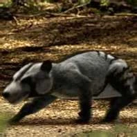 Didelphodon | Cool Dino Facts Wiki | Fandom