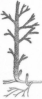 Asteroxylon | Cool Dino Facts Wiki | Fandom