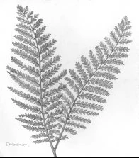 Triassic Fern