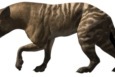 pachycrocuta extinction