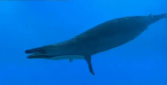 Basilosaurus | Cool Dino Facts Wiki | Fandom