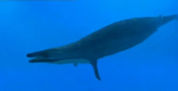 Basilosaurus | Cool Dino Facts Wiki | Fandom