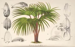 Palmoxylon | Cool Dino Facts Wiki | Fandom