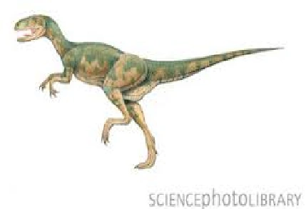 Kaijiangosaurus | Cool Dino Facts Wiki | Fandom