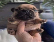 pibble | Roblox Item Asylum Wiki | Fandom