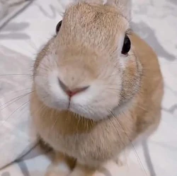 Slungus | Roblox Item Asylum Wiki | Fandom