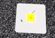 Doglirium | Roblox Item Asylum Wiki | Fandom