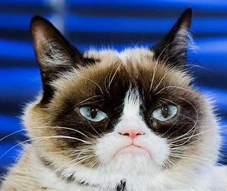 Grumpy Cat | Coops Bextbots Wiki | Fandom