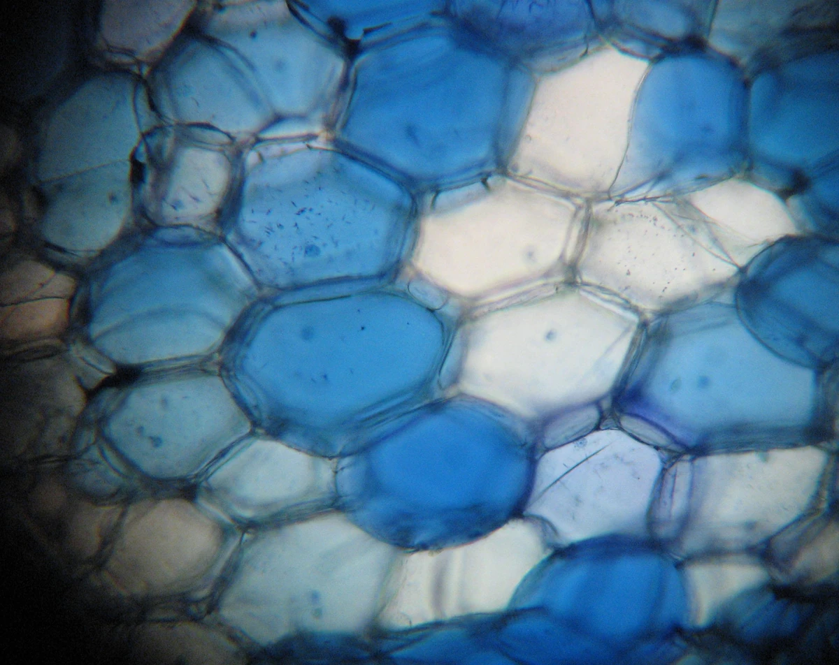 Biological Systems | Cornell Cheme Car Wiki | Fandom