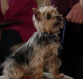 David (dog) | Coronation Street Wiki | Fandom