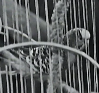 Archie (bird) | Coronation Street Wiki | Fandom