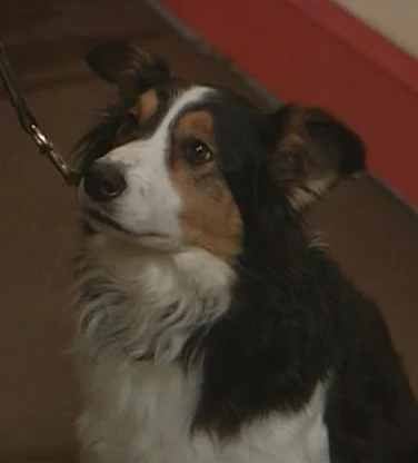 Jimmy | Coronation Street Wiki | Fandom