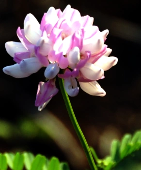 Coronilla | Coronilla Wiki | Fandom