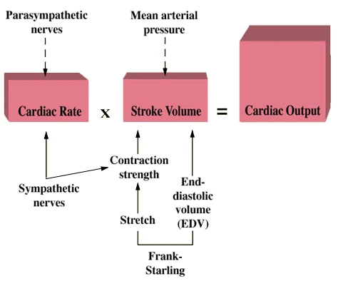 Cardiac Output Diagram