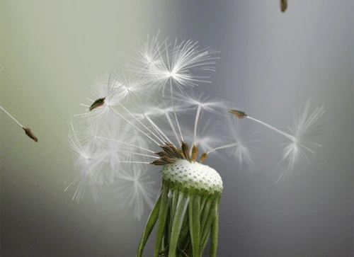 Levitation(Element) | Cosmoverse Wiki | Fandom