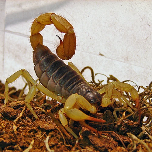 Centruroides Nigrescens