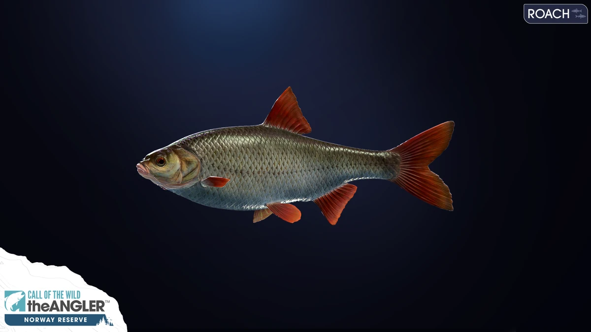 Roach | Call of the Wild: The Angler Wiki | Fandom