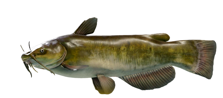 Catfish, Brown Bullhead | Call of the Wild: The Angler Wiki | Fandom