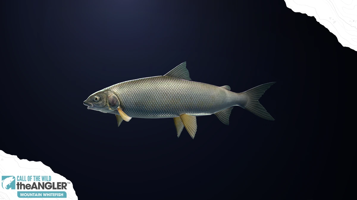 Mountain Whitefish | Call of the Wild: The Angler Wiki | Fandom