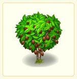 Cocoa Tree | Country Life Game Wiki | Fandom