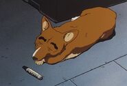 Ein | Cowboy Bebop Wiki | Fandom