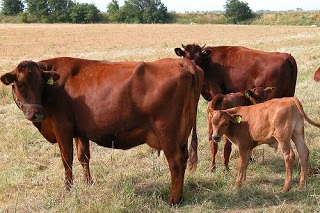 Danish Red Cattle | CowClan Wikia | Fandom
