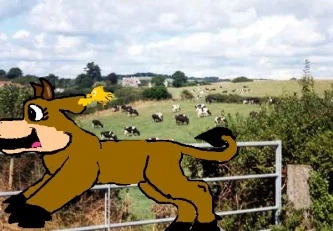 Category:Female Cows | Cow of the Wild Wiki | Fandom