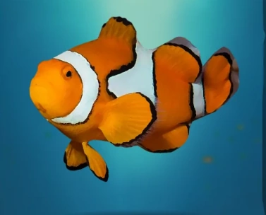 Clownfish | Crab God Wiki | Fandom
