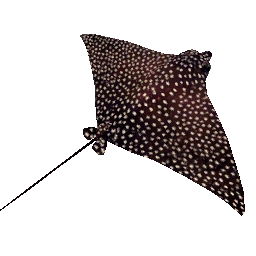Eagle Ray | Craftopia Wiki | Fandom