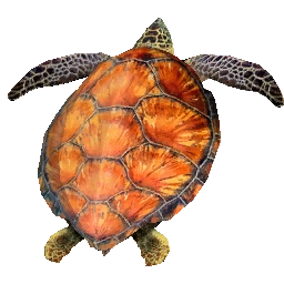 Blue Turtle | Craftopia Wiki | Fandom