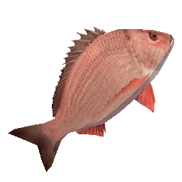 Bream | Craftopia Wiki | Fandom