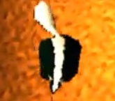 Skunk | Bandipedia | Fandom