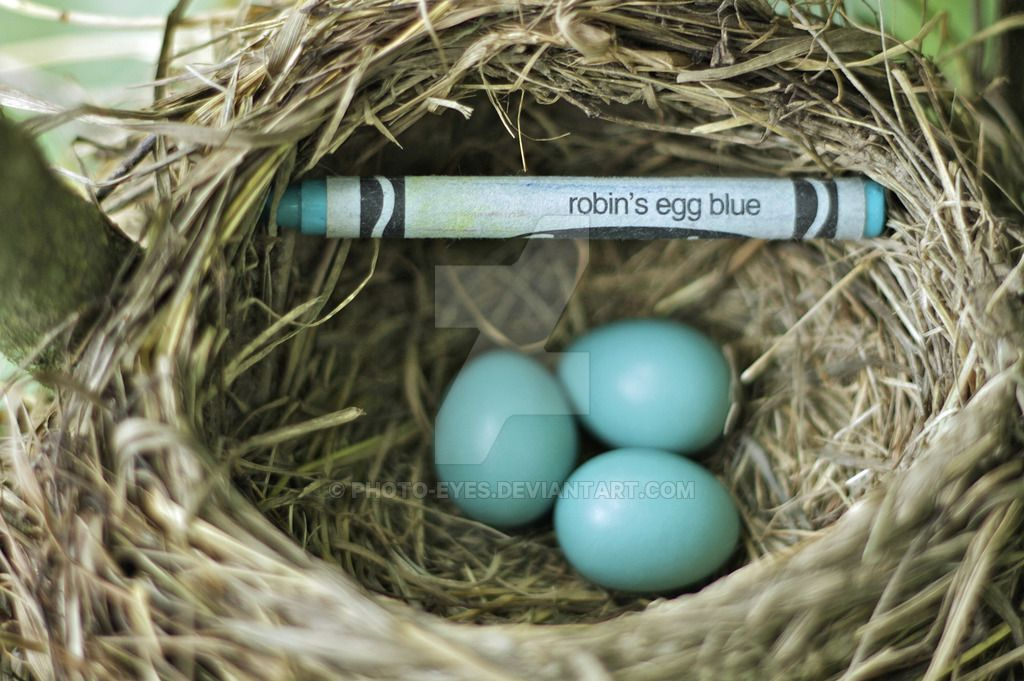 Robin Egg