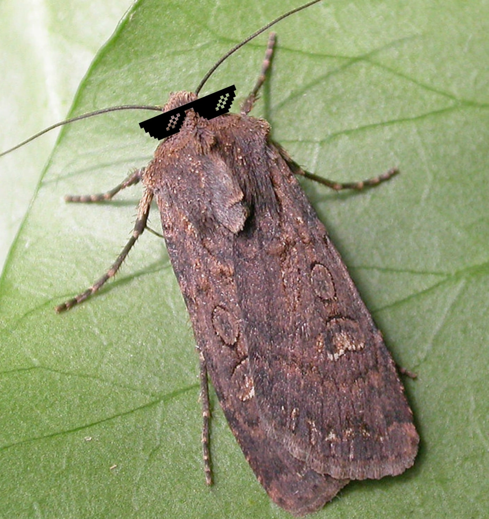 Pro moth | Crazy insects fan Wiki | Fandom