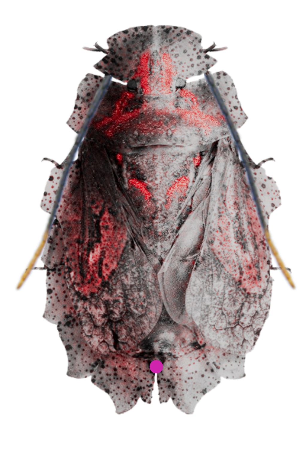 Category:Cockroaches | Crazy insects fan Wiki | Fandom