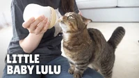 Lulu | CreamHeroes Wiki | Fandom