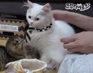 Coco | CreamHeroes Wiki | Fandom