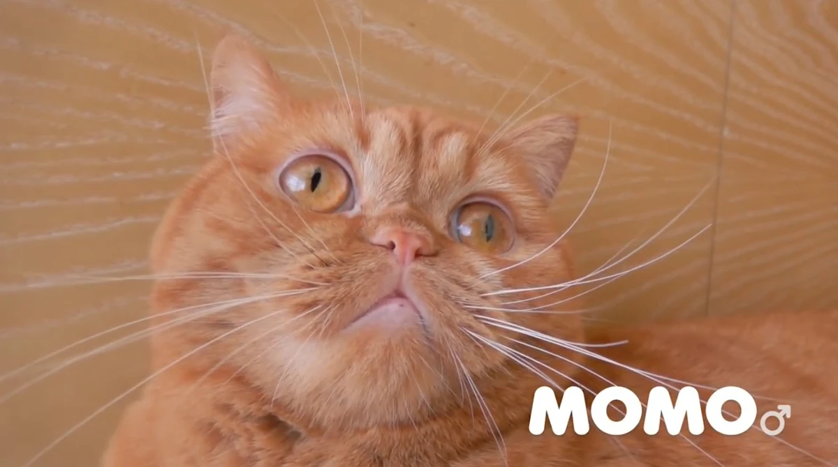 Momo | CreamHeroes Wiki | Fandom