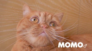 Momo | CreamHeroes Wiki | Fandom