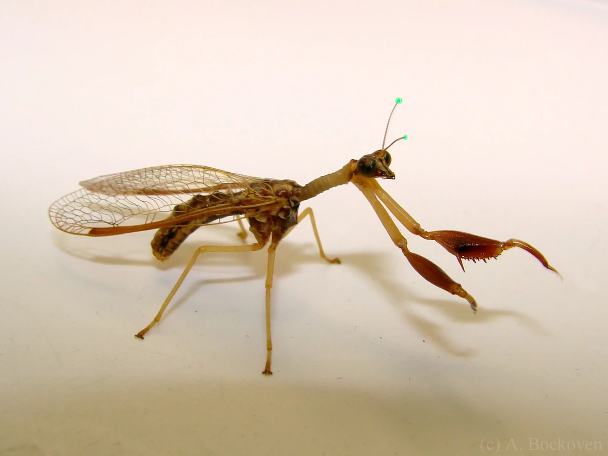 The Greater Mantidfly | Create-A-Cryptid Wiki | Fandom