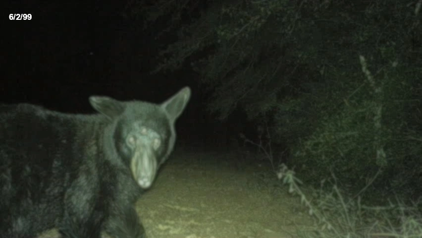 Metor the Bear | Create-A-Cryptid Wiki | Fandom