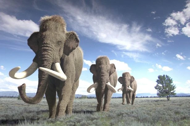 Columbian Mammoth | Create-A-Cryptid Wiki | Fandom