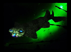 Sea Cheetah | Create-A-Cryptid Wiki | Fandom