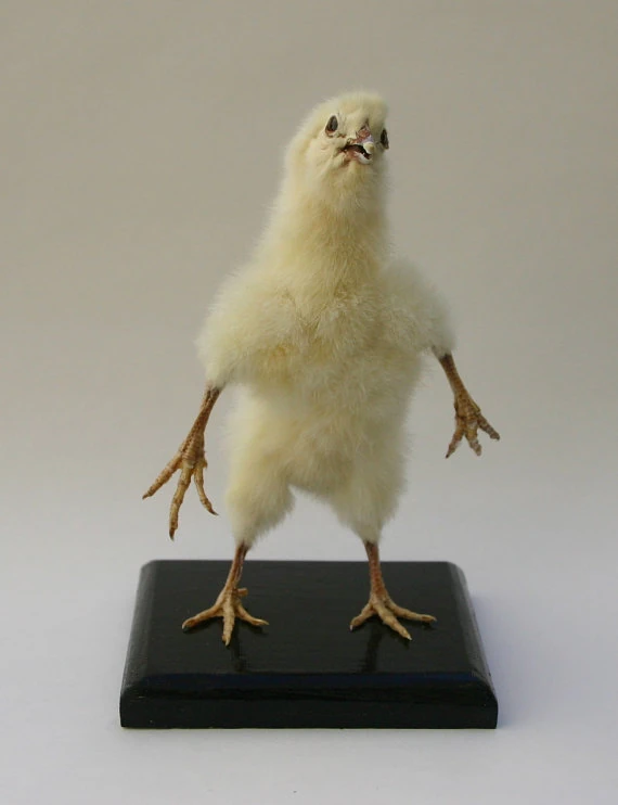Chickenman | Create-A-Cryptid Wiki | Fandom