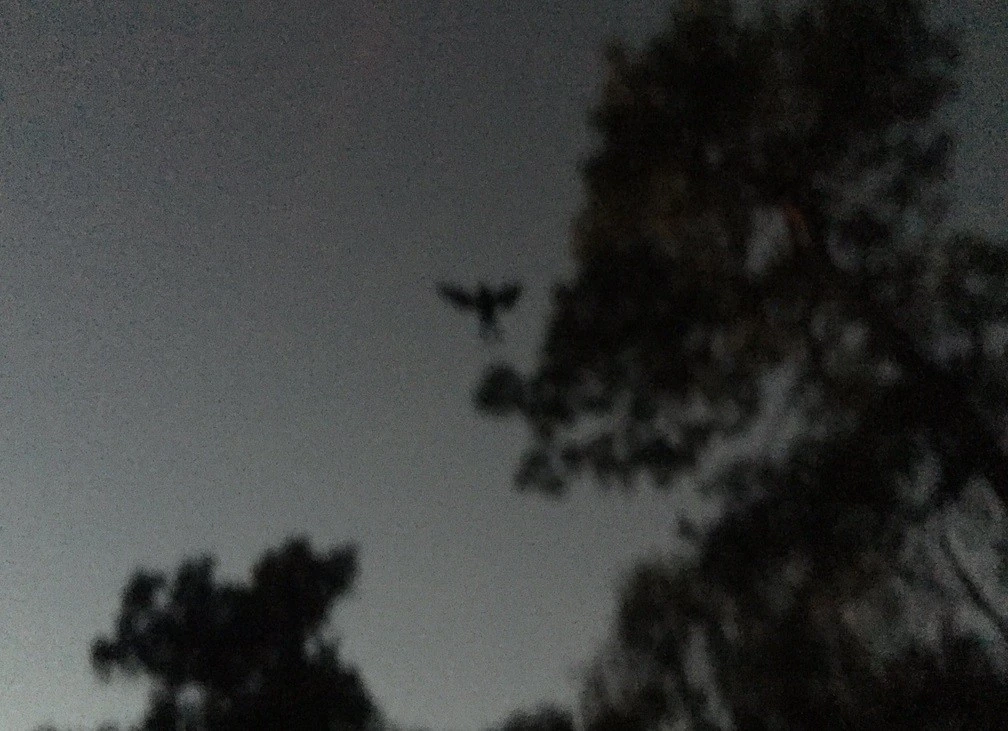 Mechanical Batman of Central park | Create-A-Cryptid Wiki | Fandom