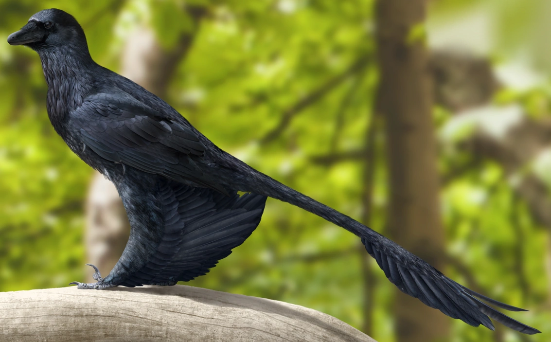 Ch'íich'o' nej box | Create-A-Cryptid Wiki | Fandom