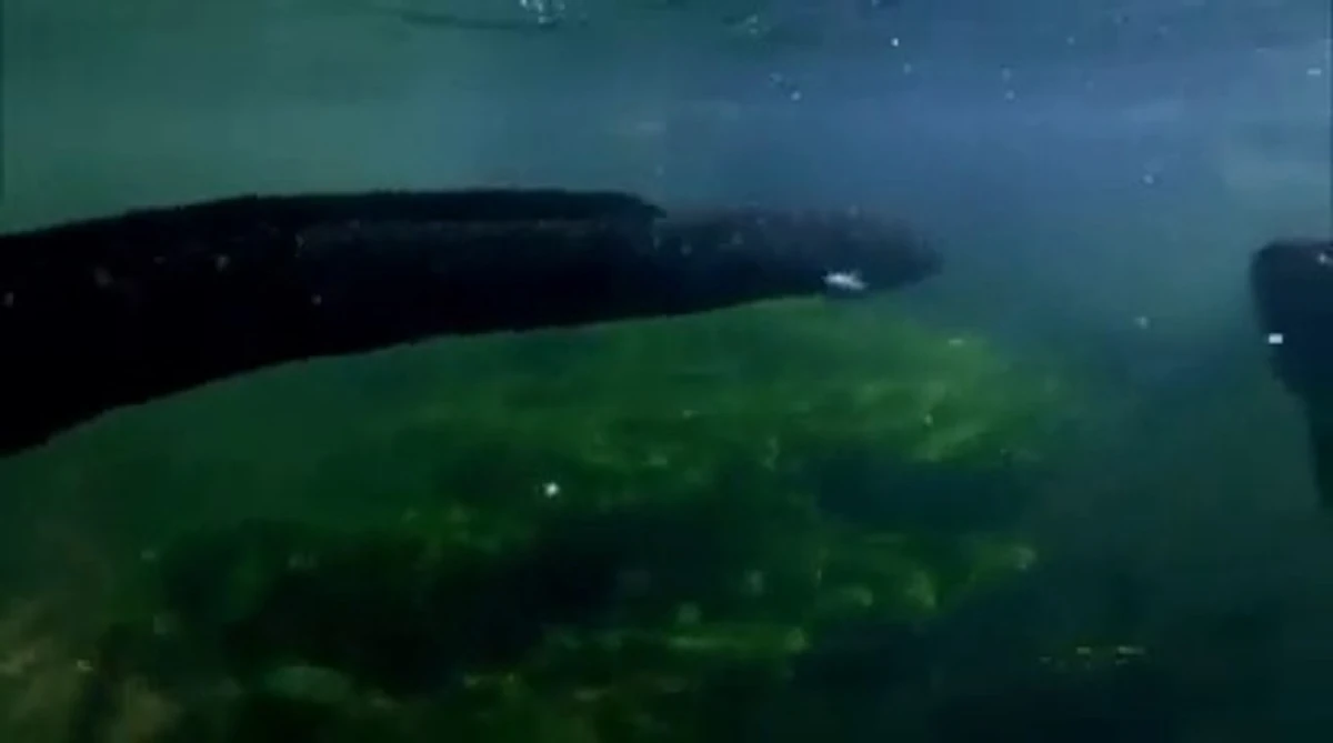 Umi no jūnin | Create-A-Cryptid Wiki | Fandom