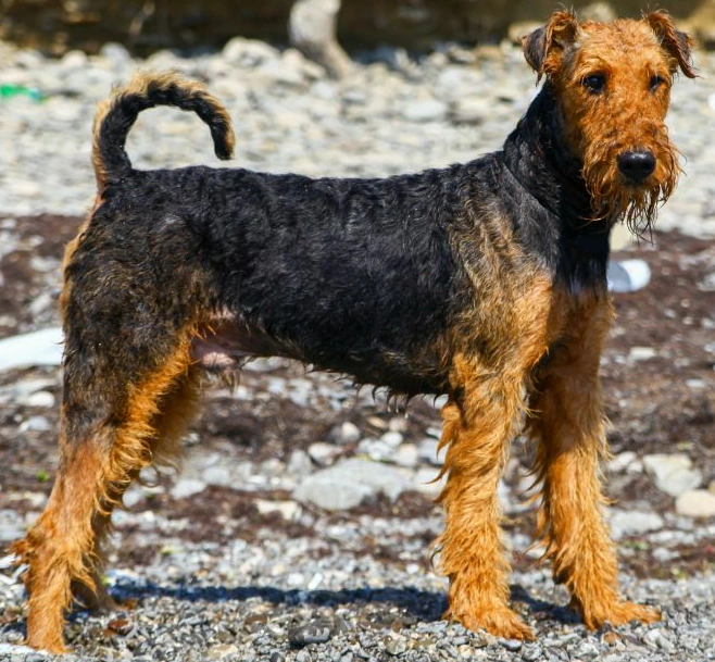 Wild Airedale Terrier | Creativity Wiki | Fandom